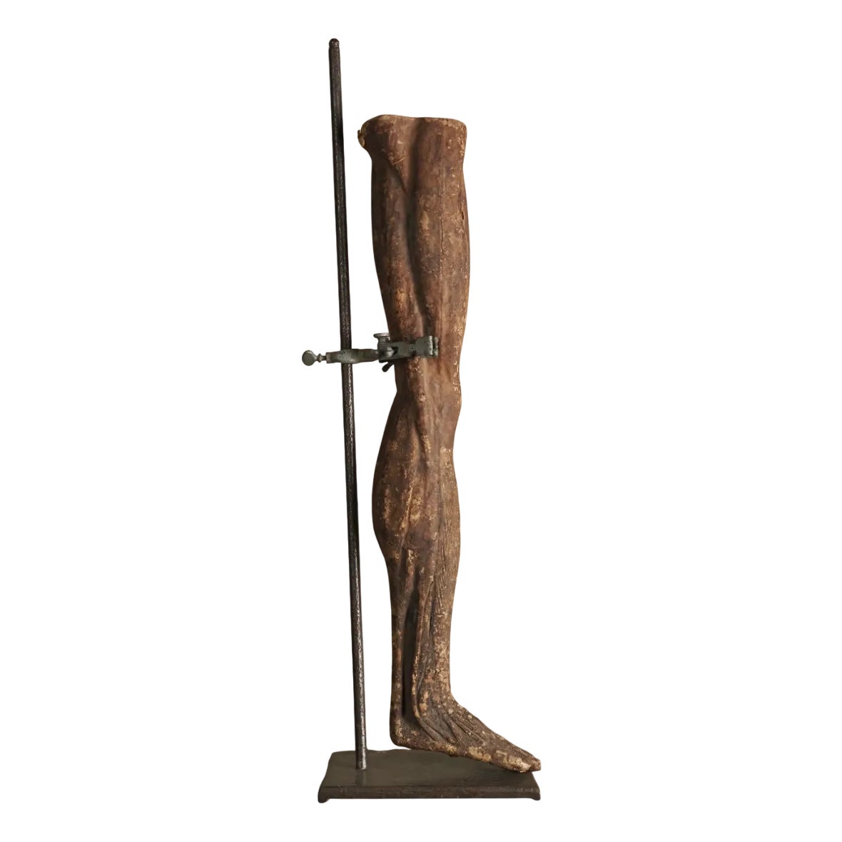 19th Century Antique Papier-Mâché Anatomical Leg by Dr. Auzoux, France ...