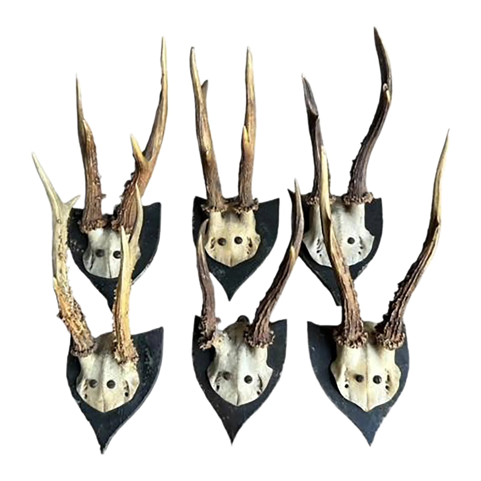 Set of 6 Roe Deer Trophy, Late 19th Century | Chairish