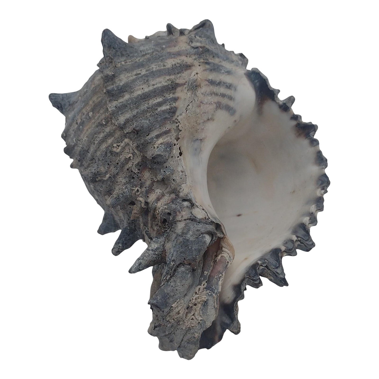 Vintage Black Murex Shell With Natural Weathering – Sea of Cortez, C ...