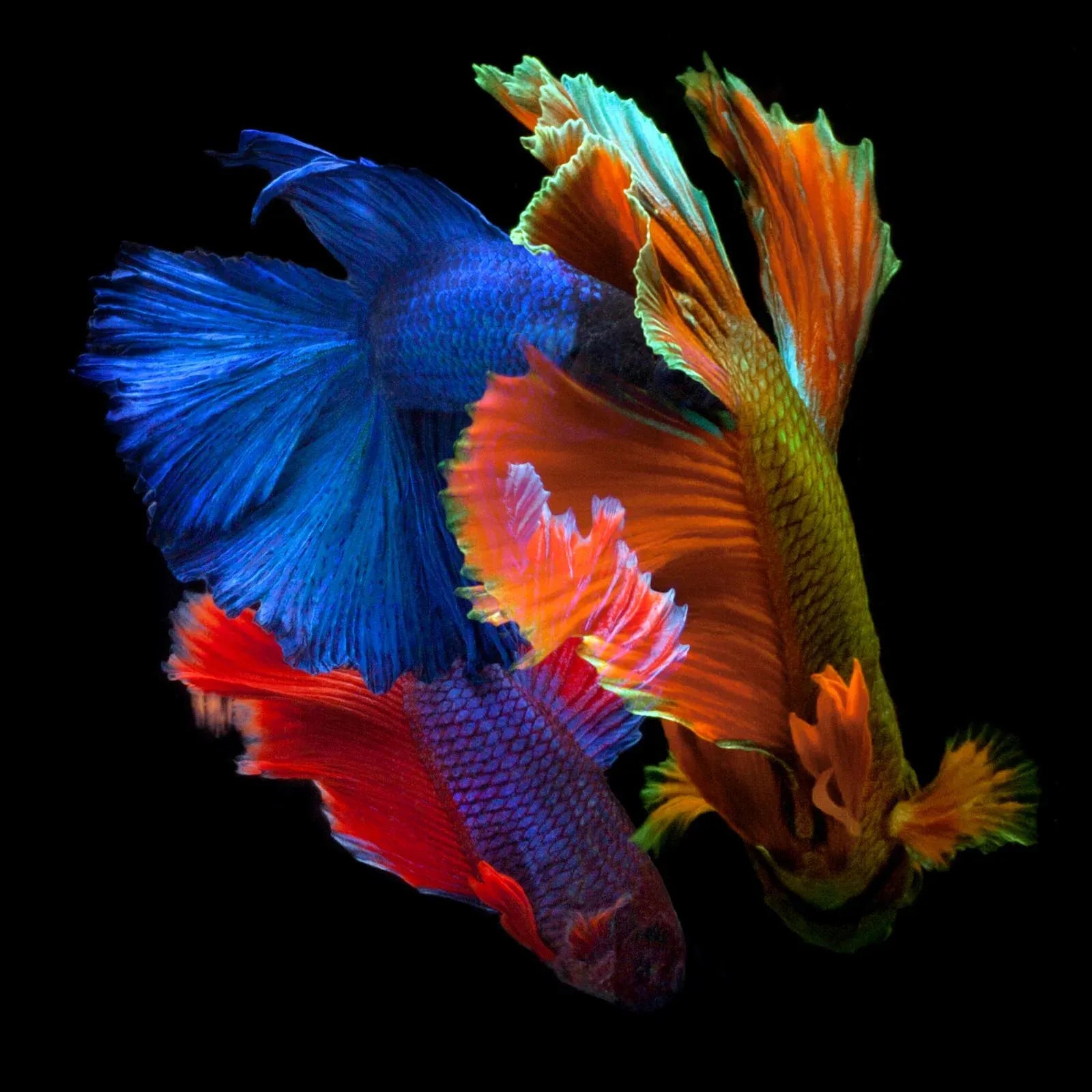 "Betta 72" Contemporary Photograph of a Fish | Chairish