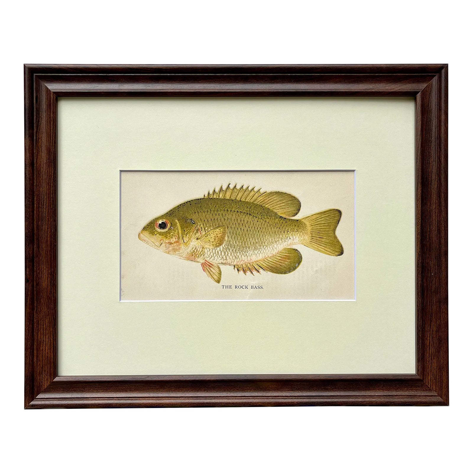 Original Antique Chromolithograph the Rock Bass Fish Print by Tarleton ...