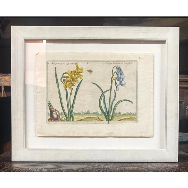 Antique 17th Century Original Daffodil Narcissus From Hortus Floridus ...