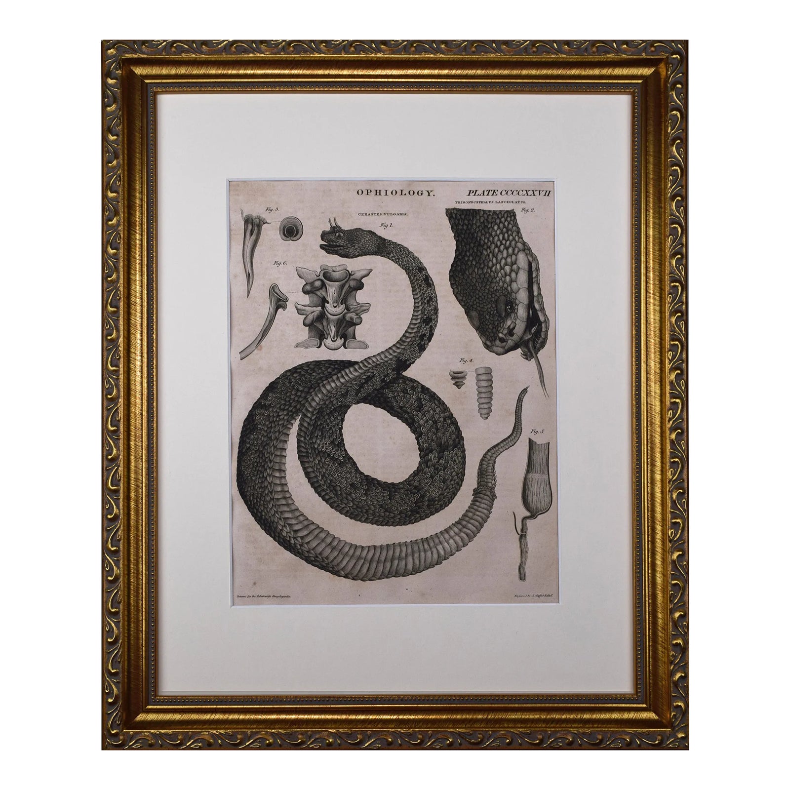 Early 19th Century Scottish Engraving of a Horned Viper Snake by David ...