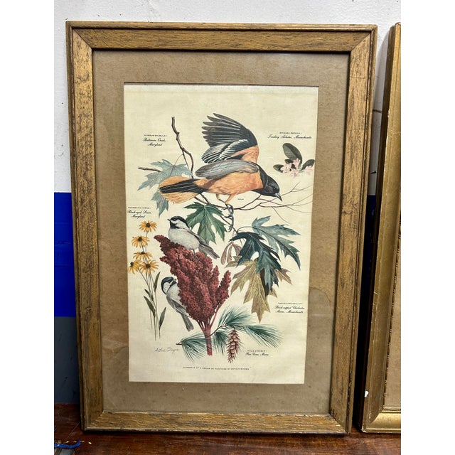 1950s Vintage Arthur Singer Autobahn Bird Prints, a Pair Framed | Chairish