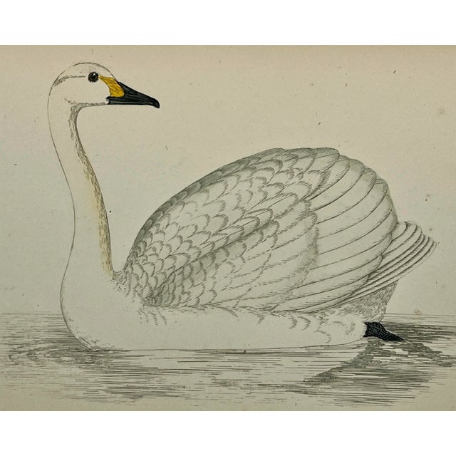 Antique Hand Tinted Bird Print From England Featuring a Majestic White ...