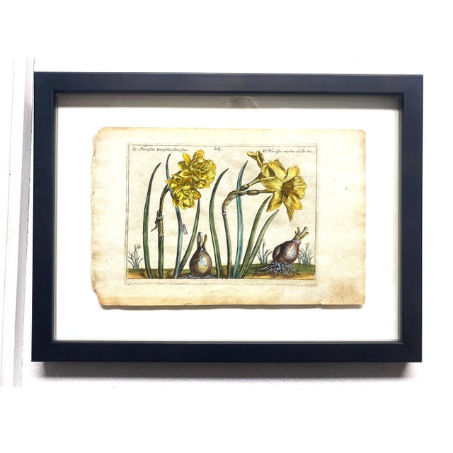Antique Original Daffodil Narcissus From Hortus Floridus 1614 Woodcut ...
