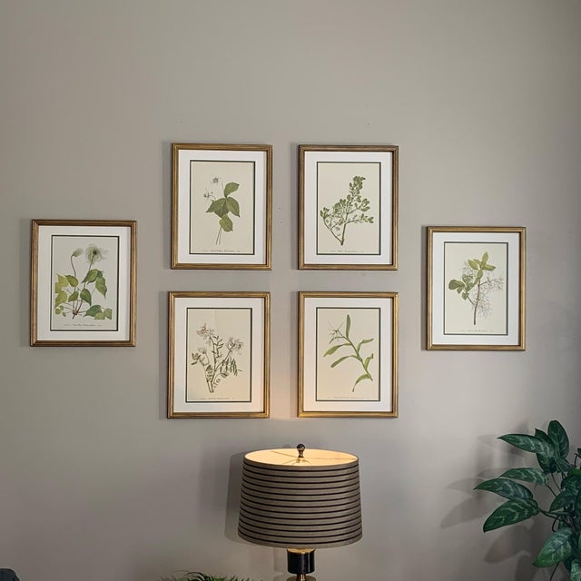 Vintage Botanical Prints -Gold Framed Authentic 1963 Prints | Chairish