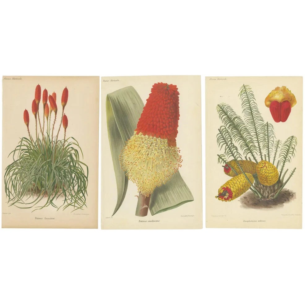 Del. - Delineavi, Botanicals from Revue Horticole: 19th Century Garden ...