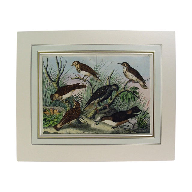 Group of Birds Hand Colored Lithograph Circa 1890s | Chairish