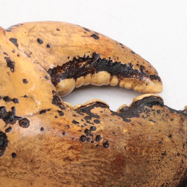 Very Large Sea Shell Lobster Claw Specimen | Chairish