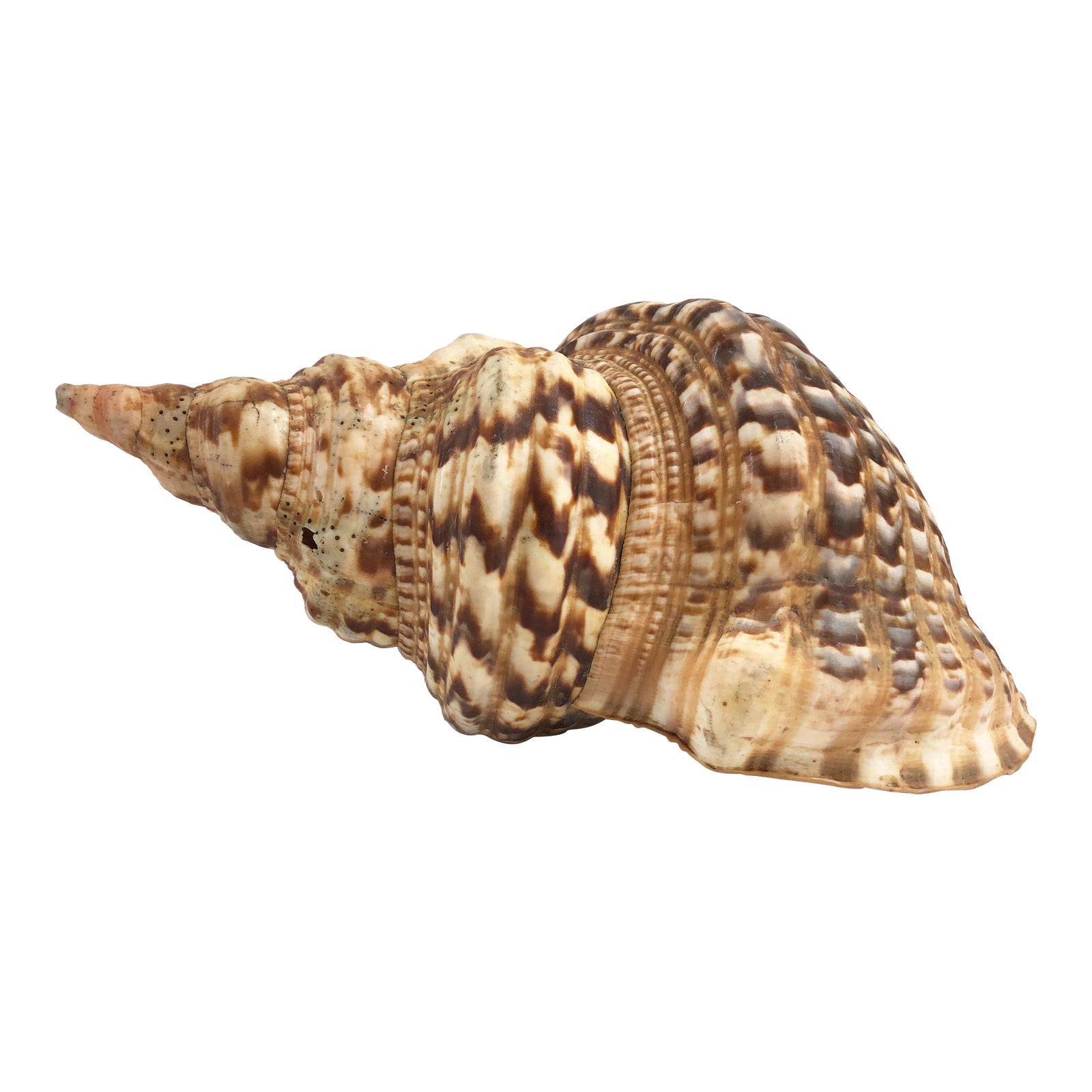 Large Vintage Triton Trumpet Seashell | Chairish