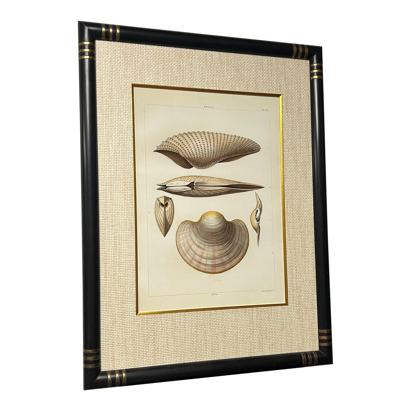 Pair of George Perry Seashells (Enlarged Reproduction) | Chairish
