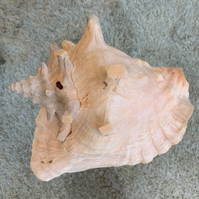 Vintage Queen Conch Shell Specimen | Chairish
