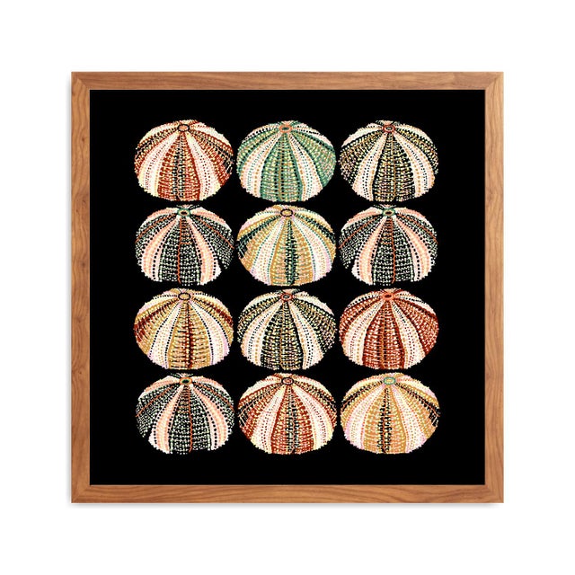 Urchin 12 Ways Giclee Print by Sarah Gordon | Chairish