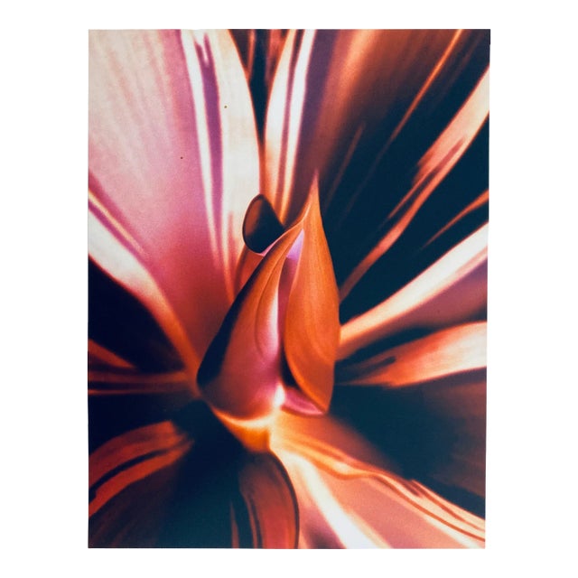 Jeffrey Rothstein, Flora Fauna Series Vintage Color Photograph Abstract ...