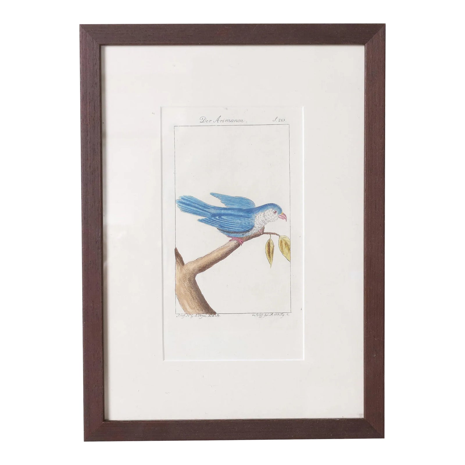Antique Zoological Hand Colored Engraving | Chairish