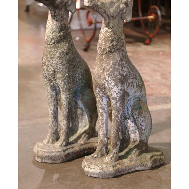 Vintage French Outdoor Weathered Carved Stone Greyhound Dog Sculptures ...