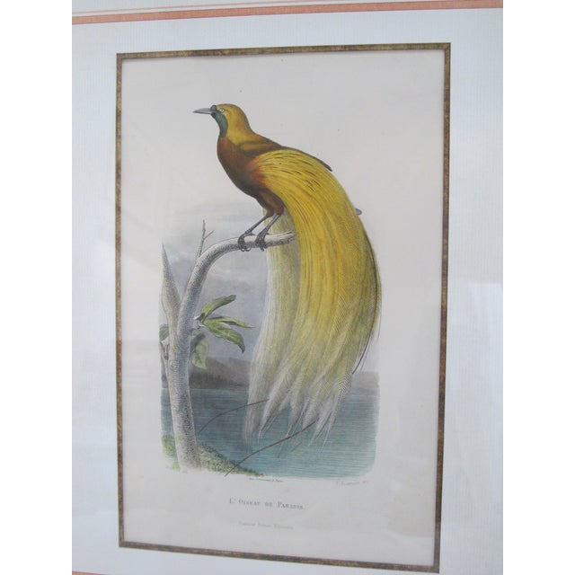 Garnier Freres 1879 Fournier Framed Hand Colored Trio Bird Engraving ...