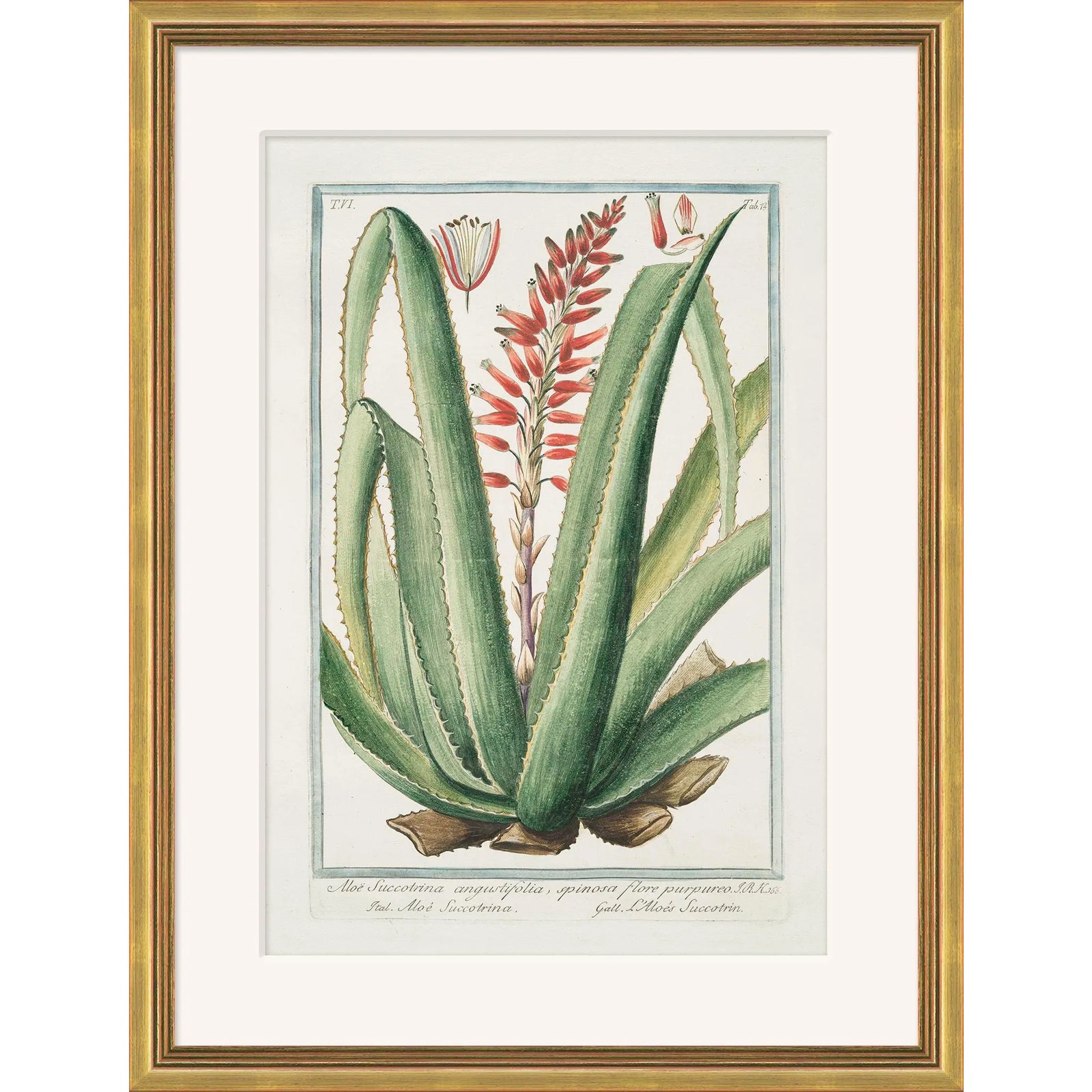 Hortus Romanus 1772-1793 XXV Framed Art Print | Chairish