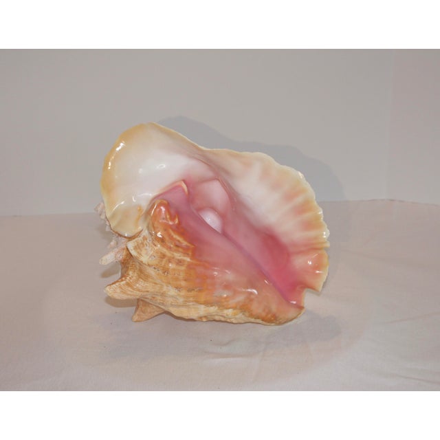 Pink Conch Shell Specimen | Chairish
