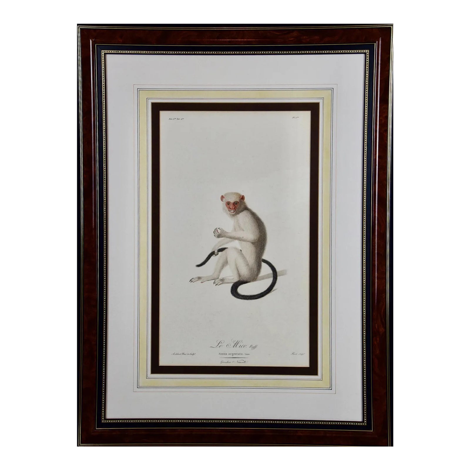 Silvery Marmoset Amazon Monkey: Framed Audebert 18th C. Hand-Colored ...
