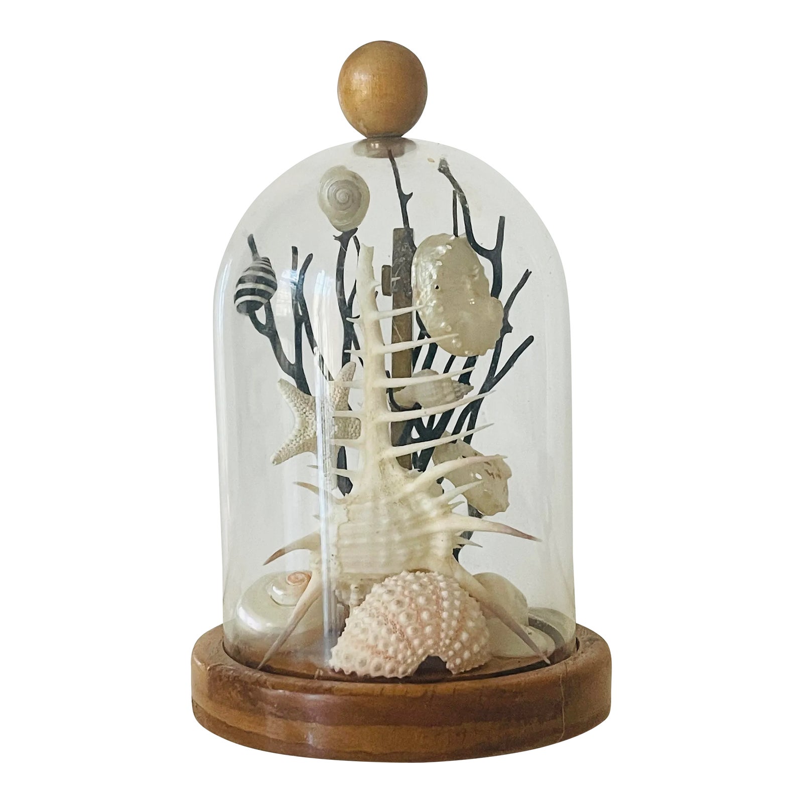Vintage Small Dome Sea Shell Nautical Decor | Chairish
