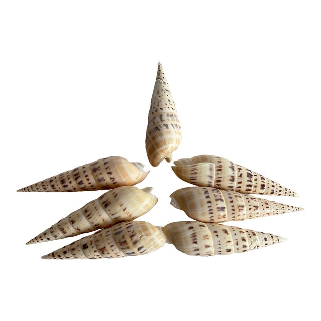 Vintage Spike Shell Collection, Set of 7 | Chairish