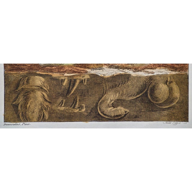 18th Century Hand Colored Engraving of a Camel From Pennant's " British ...