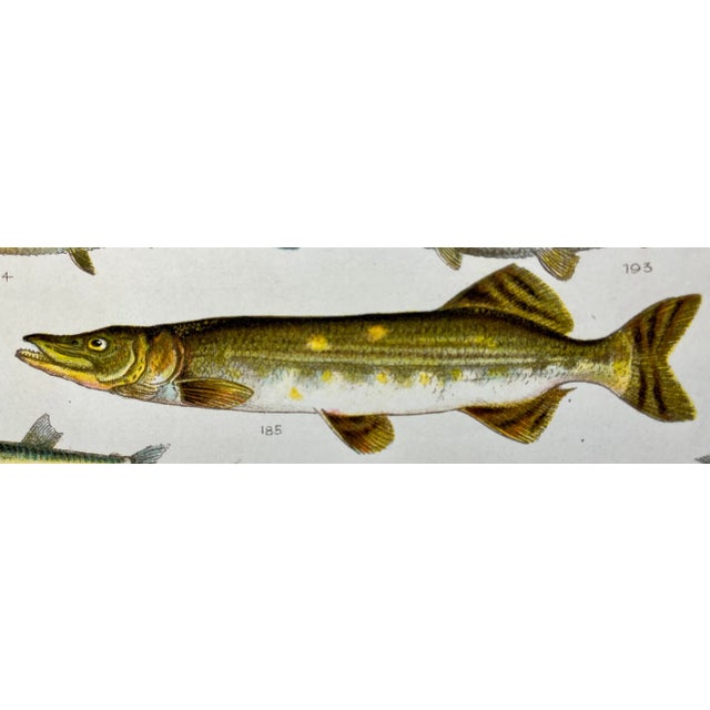 Antique Fish Print From England Featuring a Pike, Sharpchin Barracudina ...