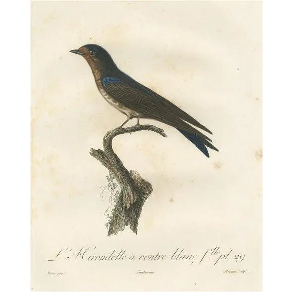 Pretre, White-Bellied Caribbean Martin, 1807, Print | Chairish