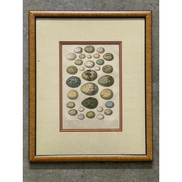 Set of Two Bird Egg Prints, 1869 by Thomas Rymer Jones | Chairish