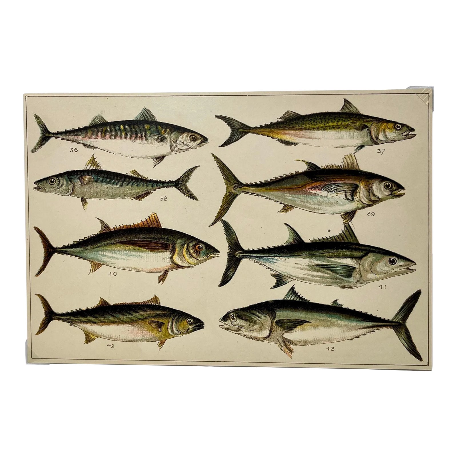 Antique Fish Print From England Featuring a Mackerel and Varieties of ...