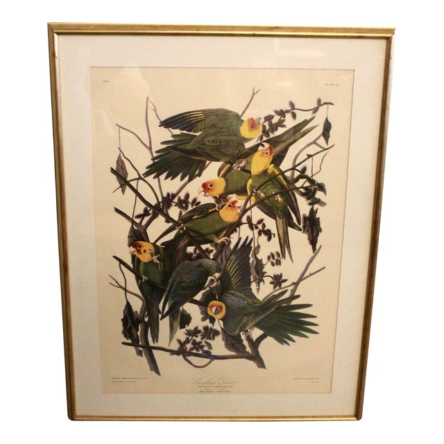 Early 20th Century Antique Carolina Parrot Lithograph by John J ...