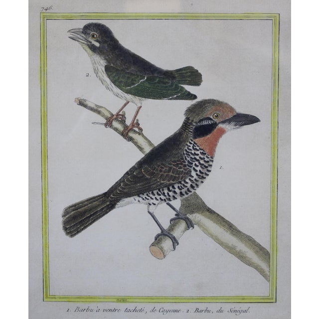 18th Century Antique French Francois Martinet Colored Tropical Bird ...