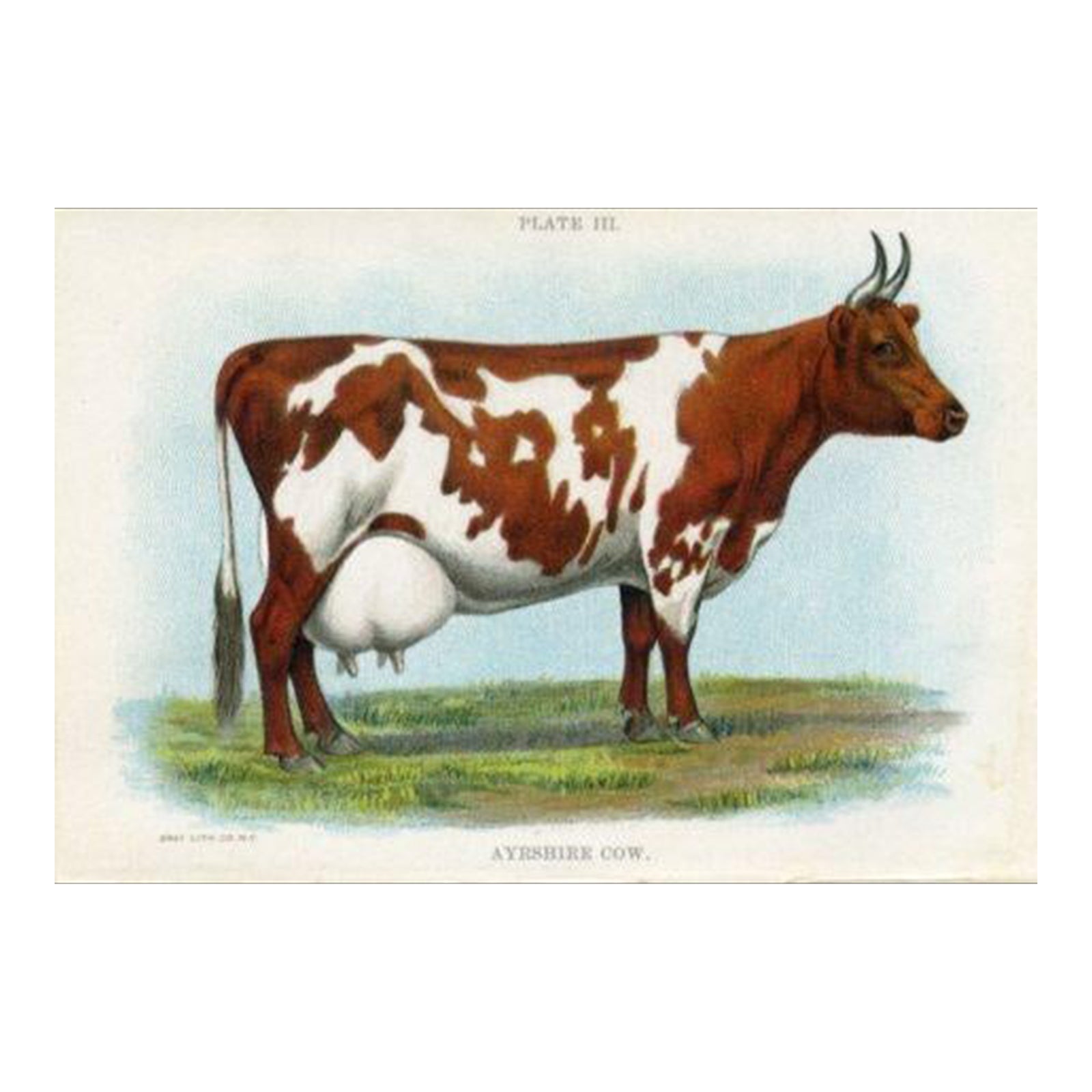 1913, Ayrshire Cow Print, Original Antique Cow Print, Lithograph ...