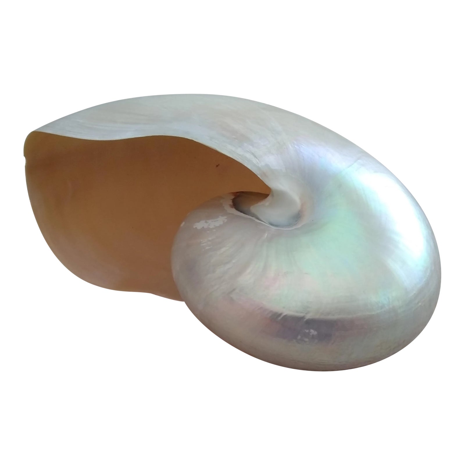 Vintage White Mother of Pearl Nautilus Shell | Chairish