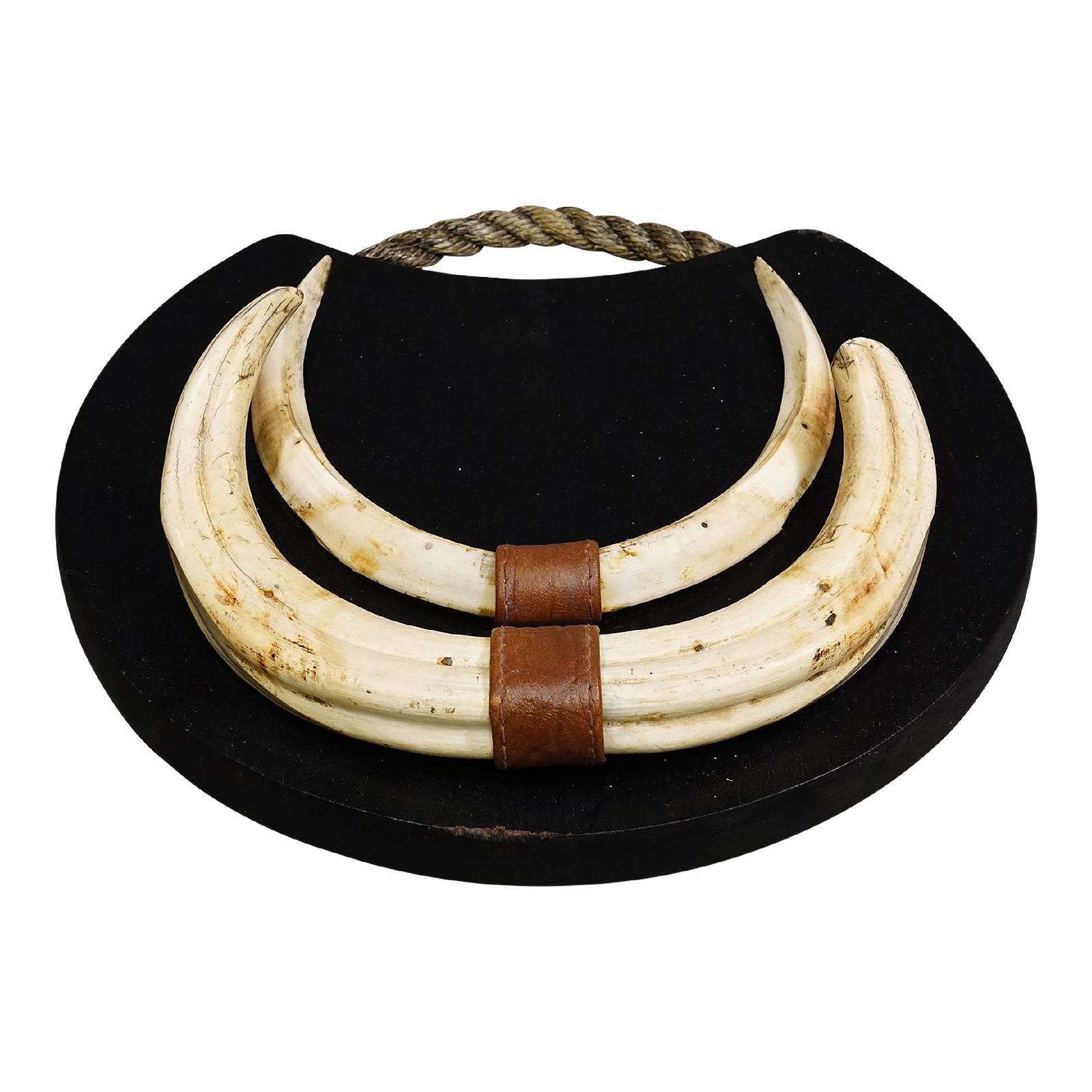 Large Wild Boar Trophy on Wooden Plaque, Germany 1950s | Chairish