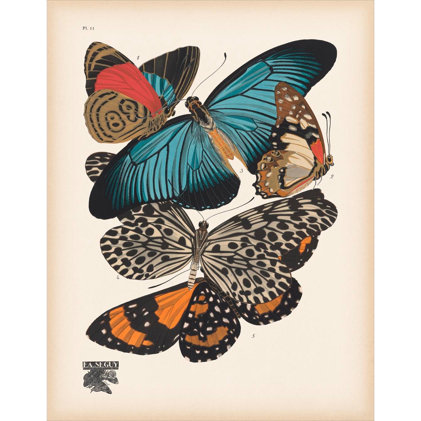 Papillons (Butterflies) Plate 11 Giclee Reproducion Art Print by Emile ...