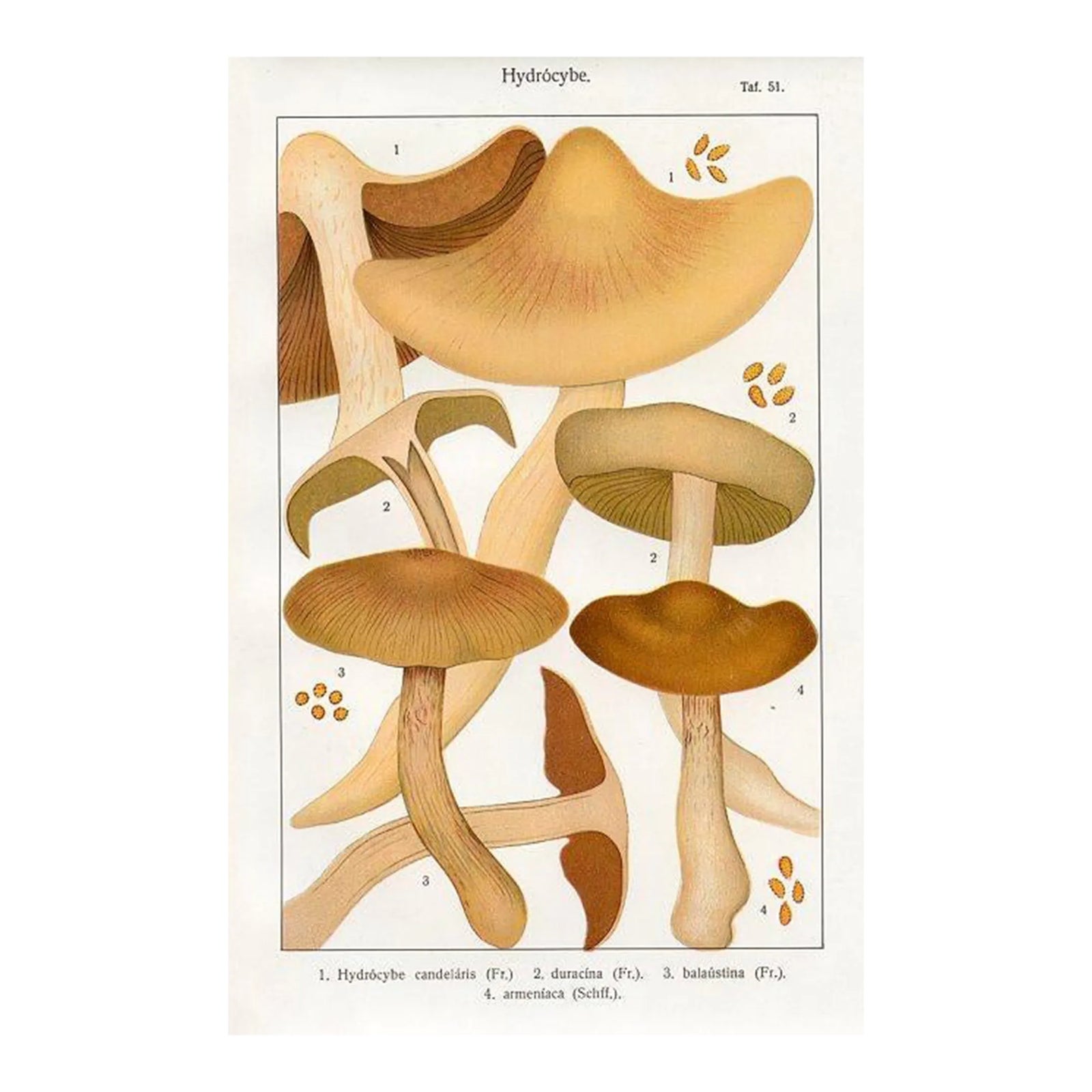 1915, Waxy Cap Mushroom Print, Original Lithograph, Germany | Chairish