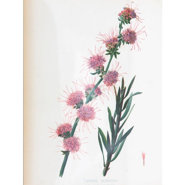 Northern Blazing Star Floral Botanical Print on Paper | Chairish