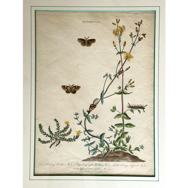 Early 19th C. English Traditional Botanical Plate in Silver Gilt Frame ...