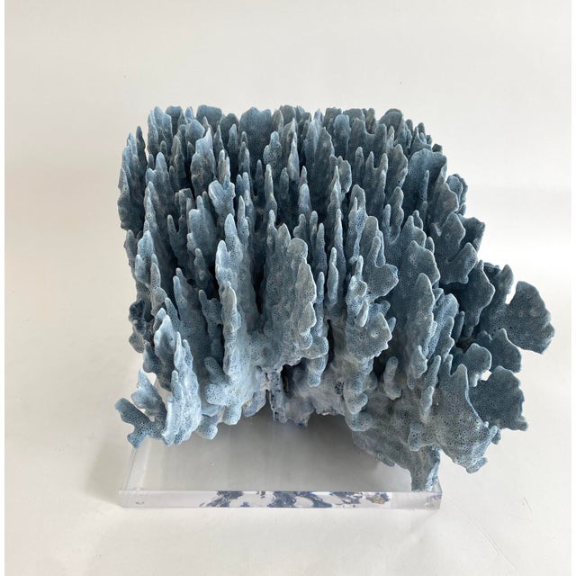 Statement Size Natural Blue Coral on Acrylic Base | Chairish