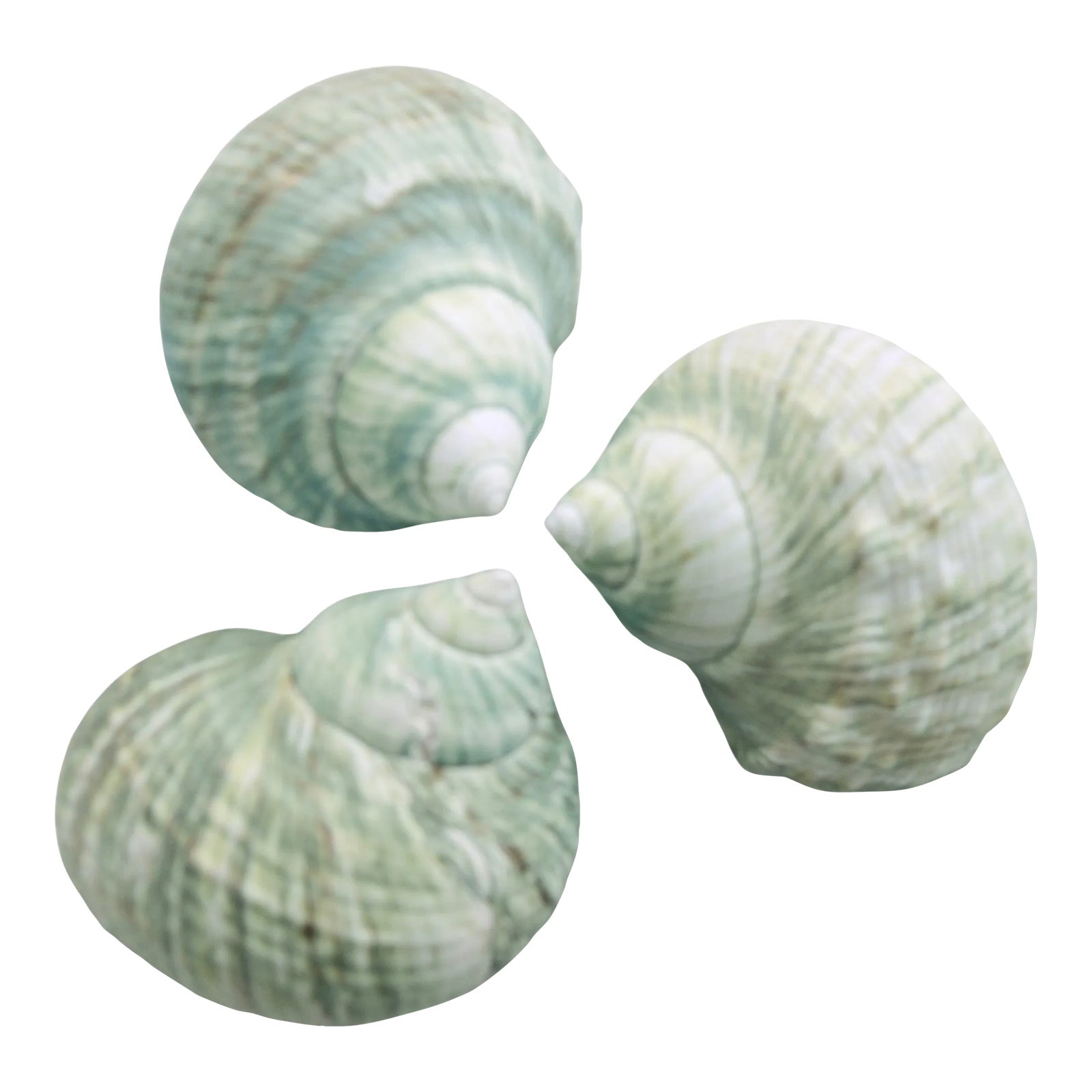 Pale Aqua Green Turbo Shells – Set of 3 | Chairish