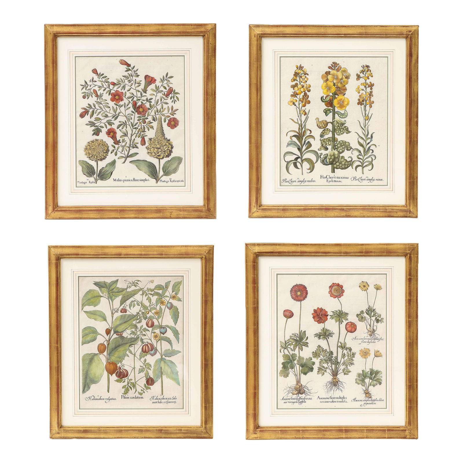 Antique Set of Four Besler Basilius 'Hortus Eysstettensis' Botanical ...