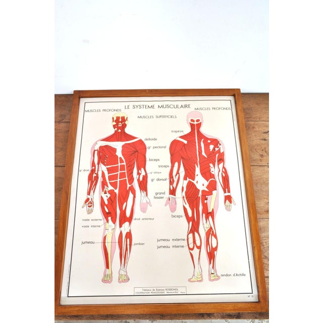 Vintage Double Sided School Posters in Frame of the Human Body, 1950s ...