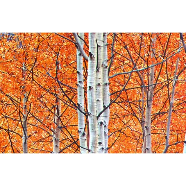 Peter Lik "Harmony" Fine Art Photograph of Aspen, Co | Chairish