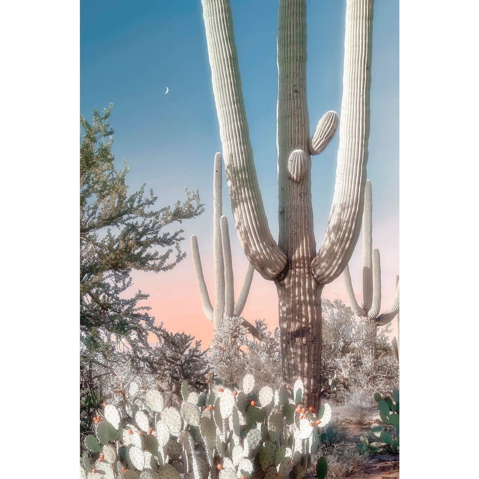 Desert Moonlight, 40x60 Limited Edition of 8, Fine Art Photography by ...