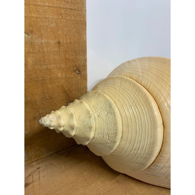 Early 20th Century Extra Large Syrinx Aranus Sea Shell | Chairish