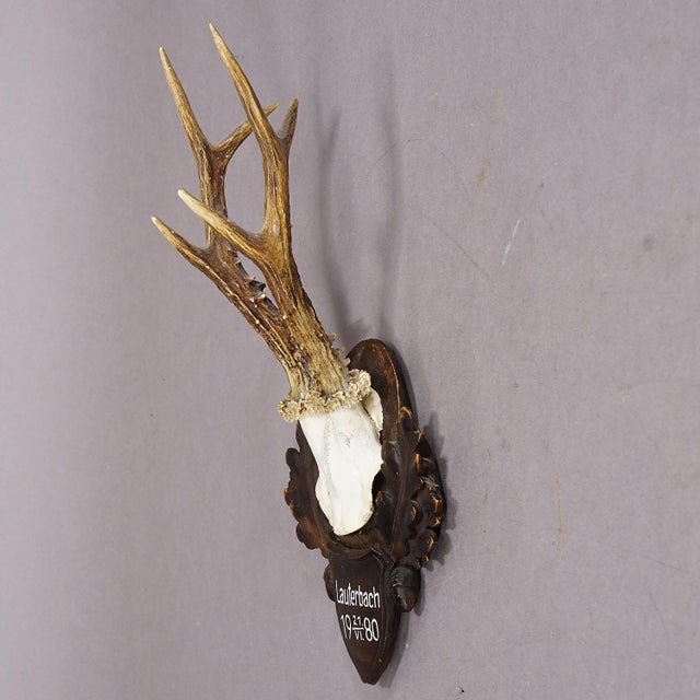 Great Deer Trophy Mount on Wooden Carved Plaque Ca. 1980 | Chairish