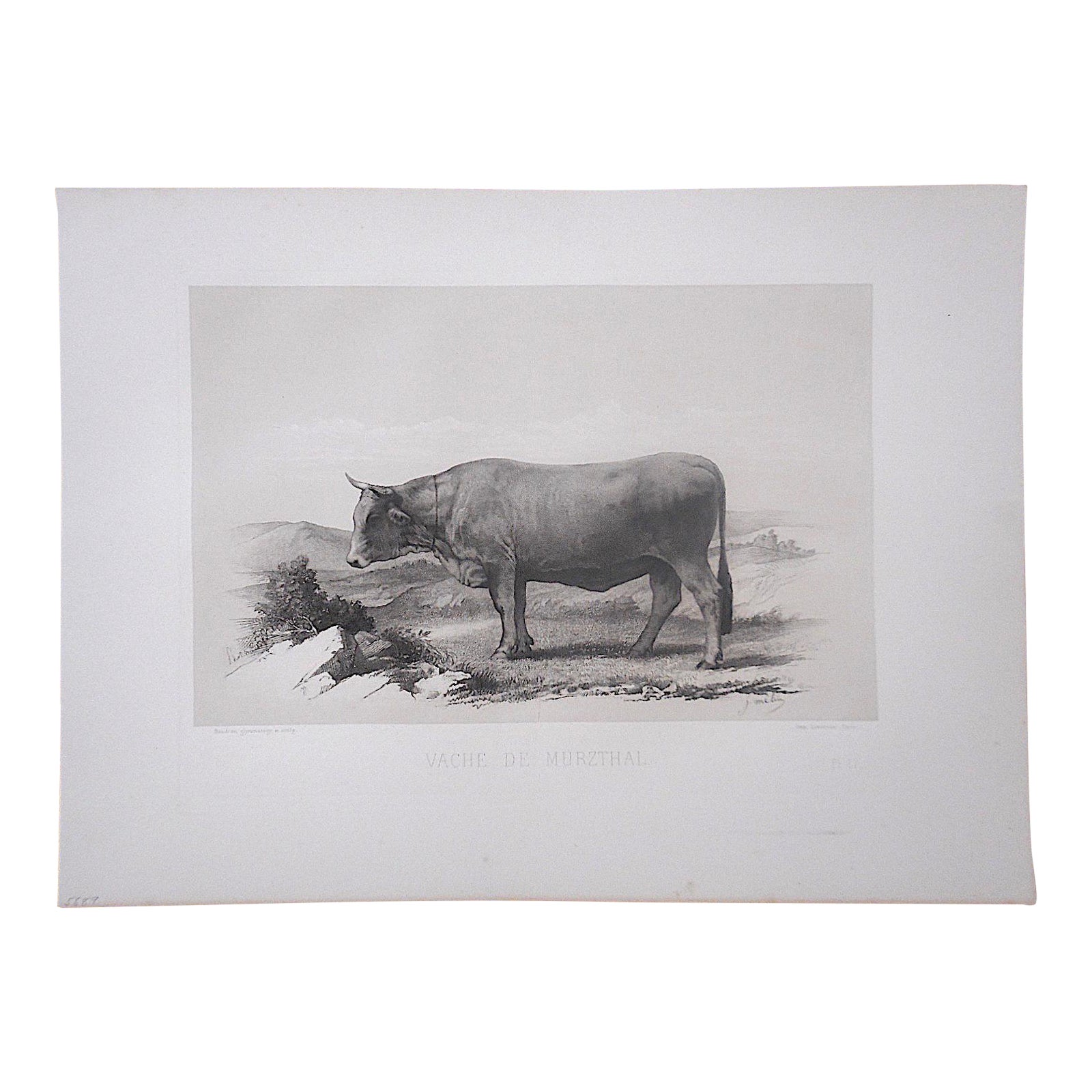 Antique Pure Bred Cattle Engraving-Large Folio | Chairish